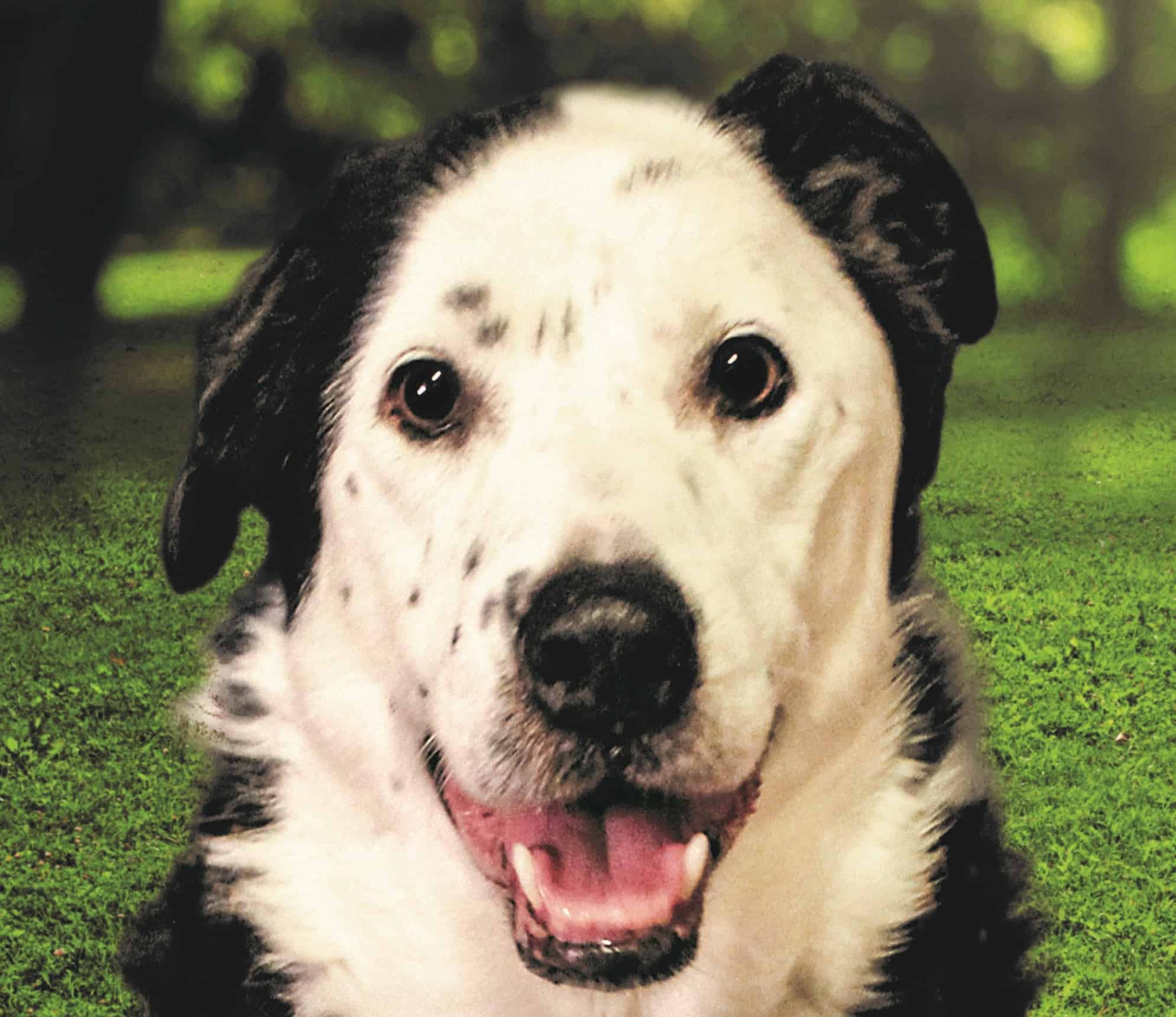 Danke, Peety! - bewusster leben